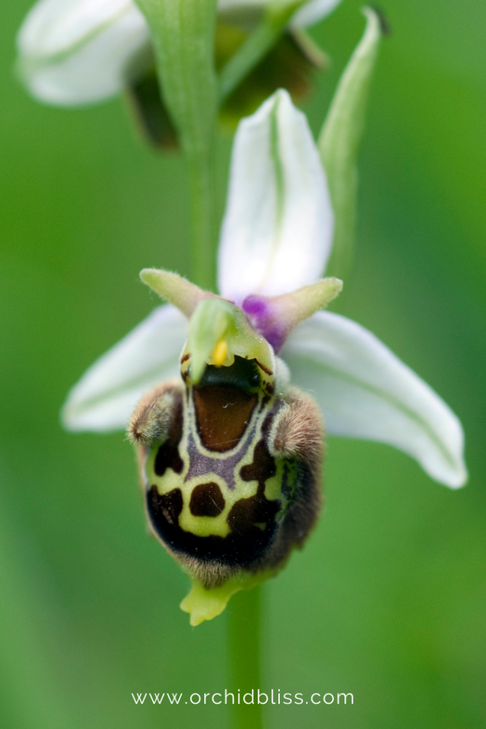 How Orchids Attract Pollinators – Masters of Deception – Orchid Bliss