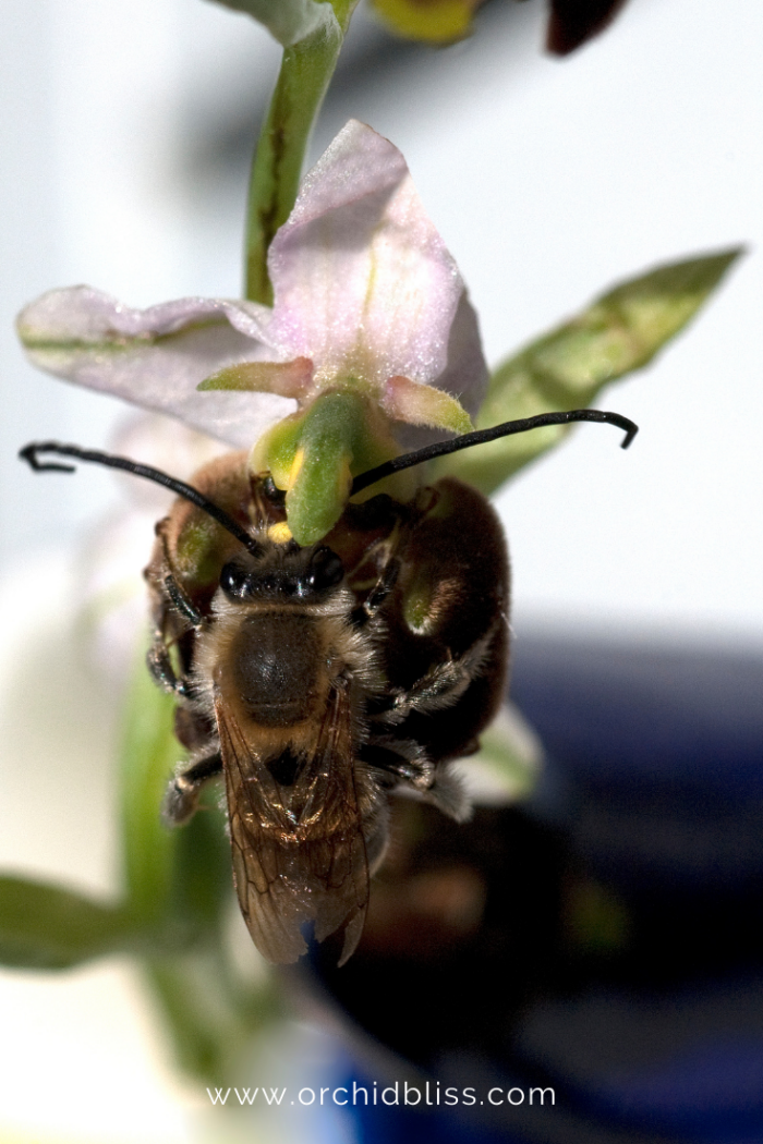 How Orchids Attract Pollinators – Masters of Deception – Orchid Bliss