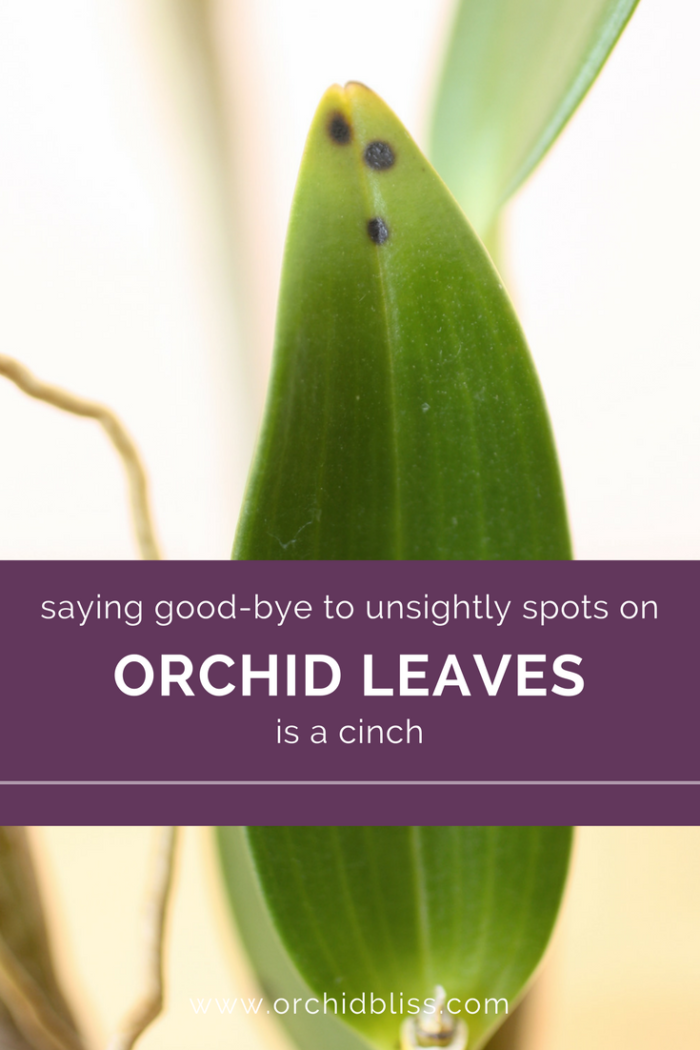 Got a Sick Orchid? How to prevent, identify & treat orchid pests and ...