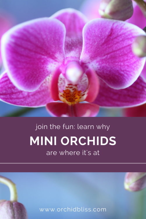 Mini Orchids: Though She Be But Little… – Orchid Bliss