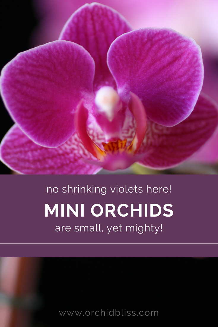 Mini Orchids - Though She Be Little, She Is Fierce - Orchid Bliss