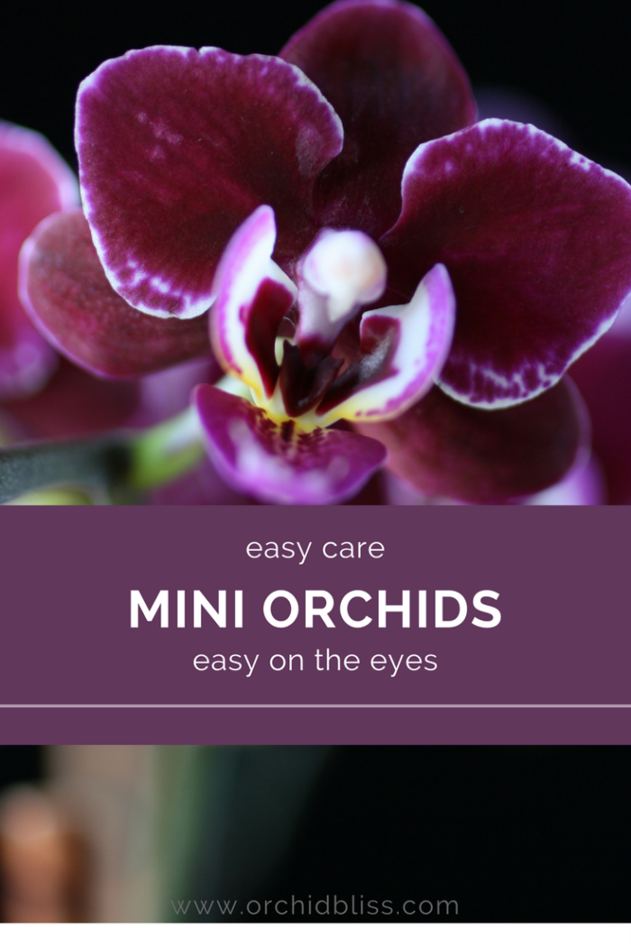 Mini Orchids - Though She Be Little, She Is Fierce - Orchid Bliss