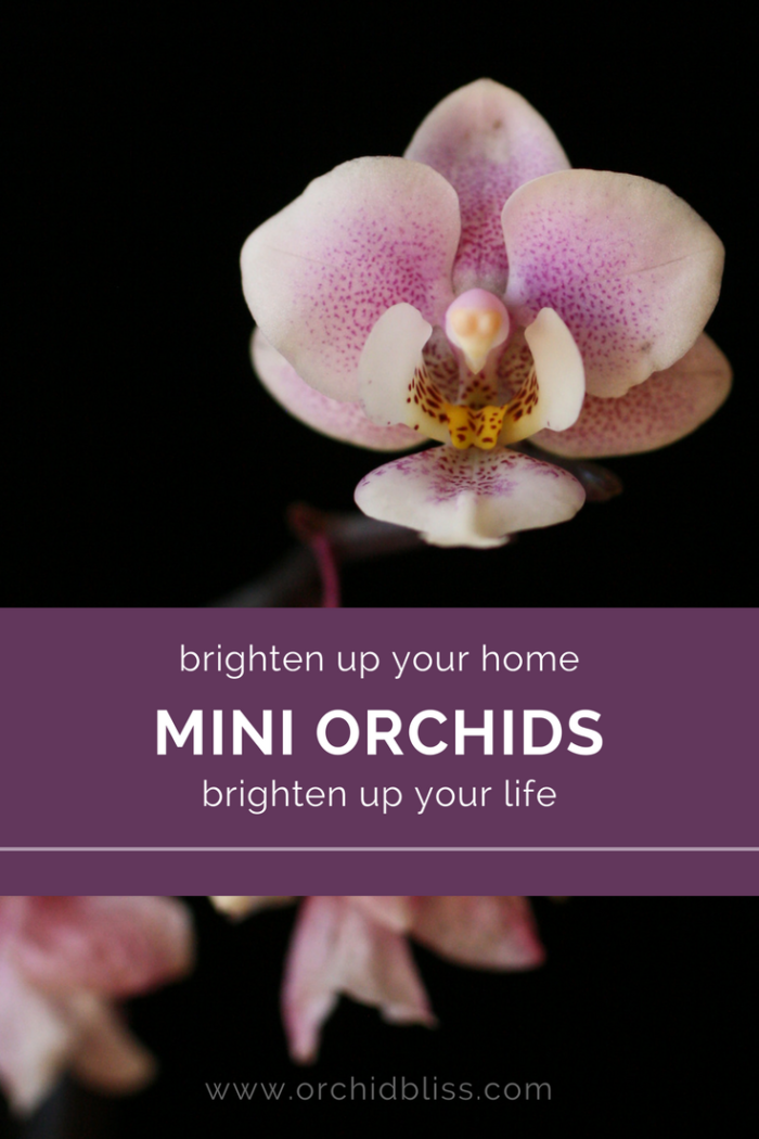 Mini Orchids - Though She Be Little, She Is Fierce - Orchid Bliss