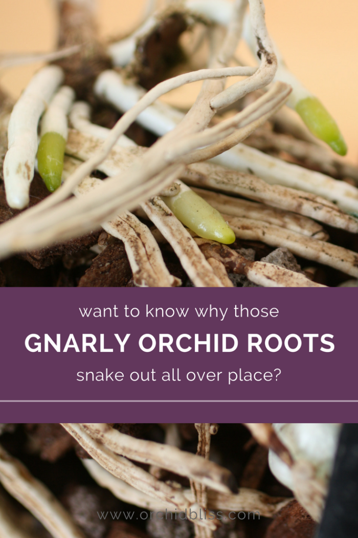 How to Understand Those Curious Orchid Roots – Orchid Bliss