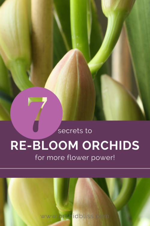 20 Tips to ReBloom Orchids – A Tried and True Guide – Orchid Bliss