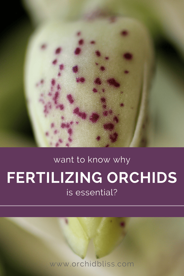 The All-In-One Guide to Fertilizing Your Orchids – Orchid Bliss