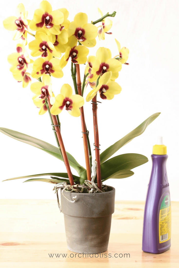 20 Tips to ReBloom Orchids – A Tried and True Guide – Orchid Bliss