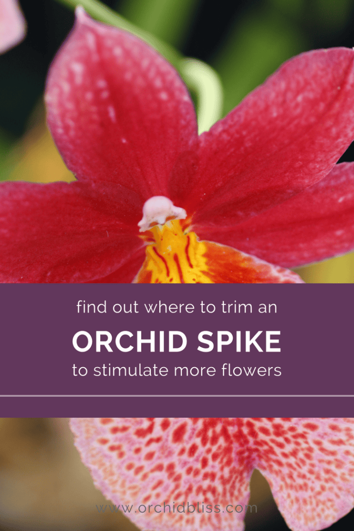 Orchids: Cutting the Spike for More Flowers – Orchid Bliss