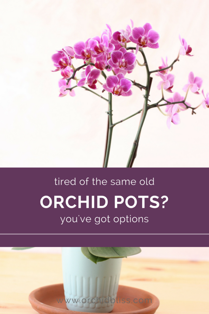 Best Orchid Pots: For Healthier Plants and Prettier Displays - Orchid Bliss