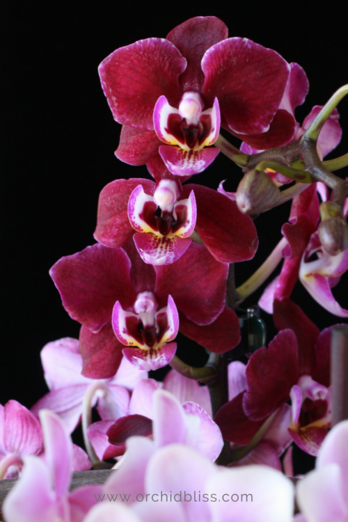 Mini Orchids: Though She Be But Little… – Orchid Bliss