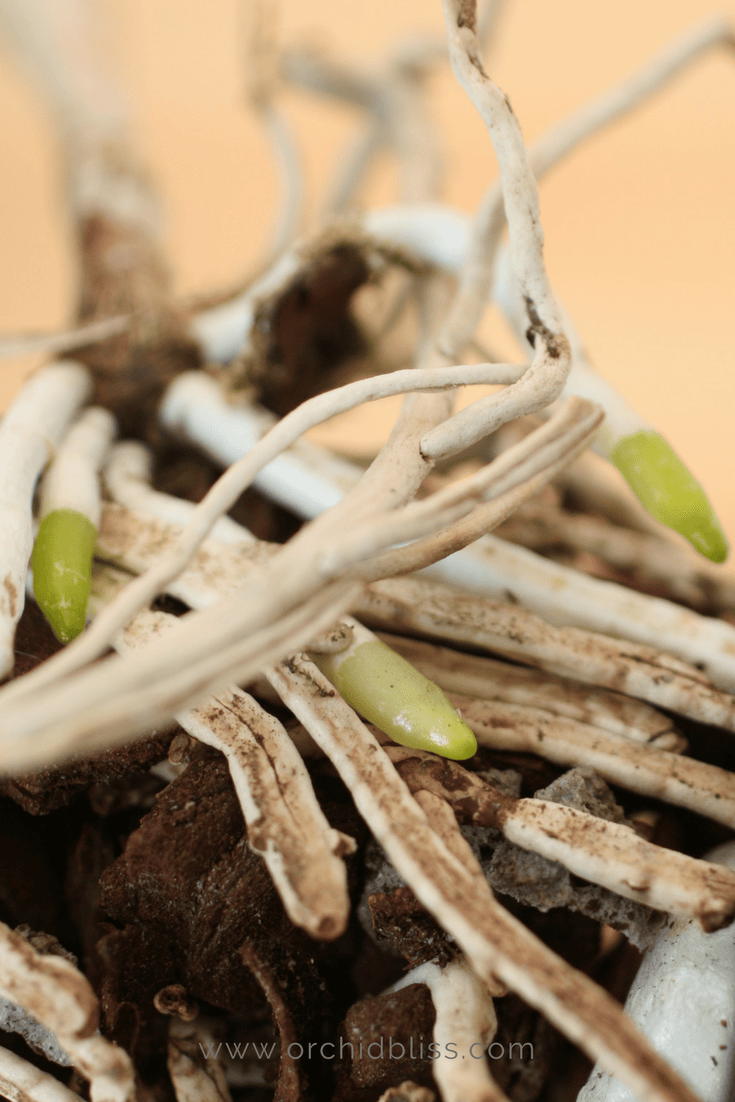 The All-In-One Guide to Fertilizing Your Orchids – Orchid Bliss
