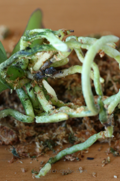 How to Understand Those Curious Orchid Roots – Orchid Bliss