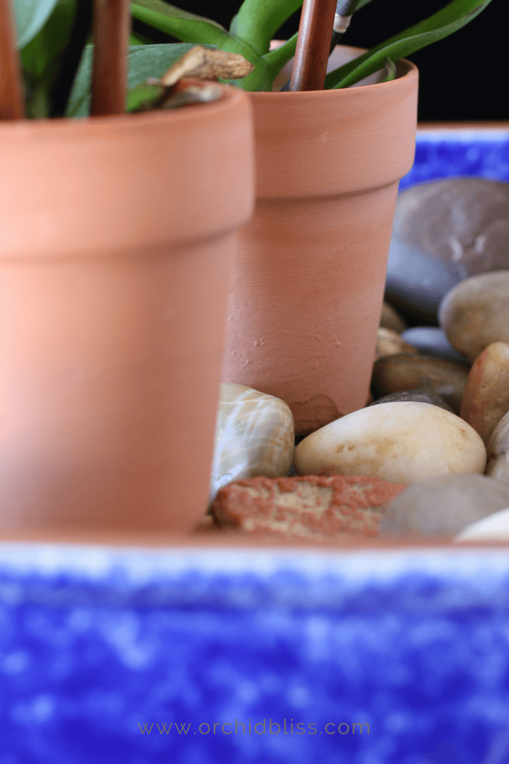 4 Quick Steps to Increase Humidity and Add Airflow for Orchids – Orchid ...