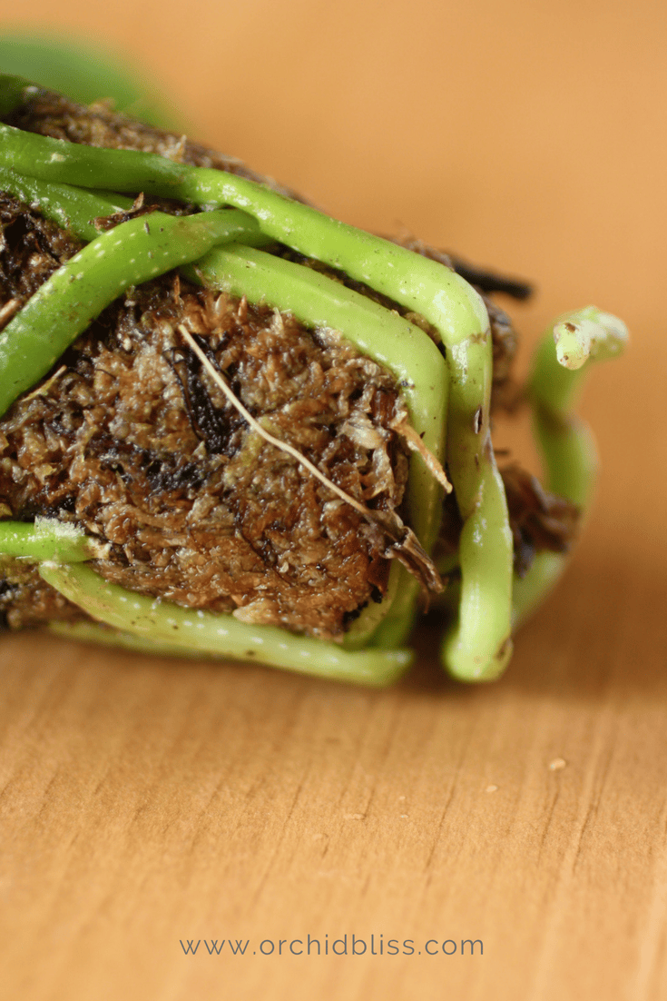 How to Understand Those Curious Orchid Roots – Orchid Bliss