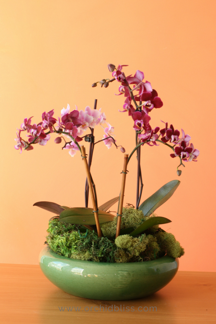 Best Orchid Pots: For Healthier Plants and Prettier Displays – Orchid Bliss