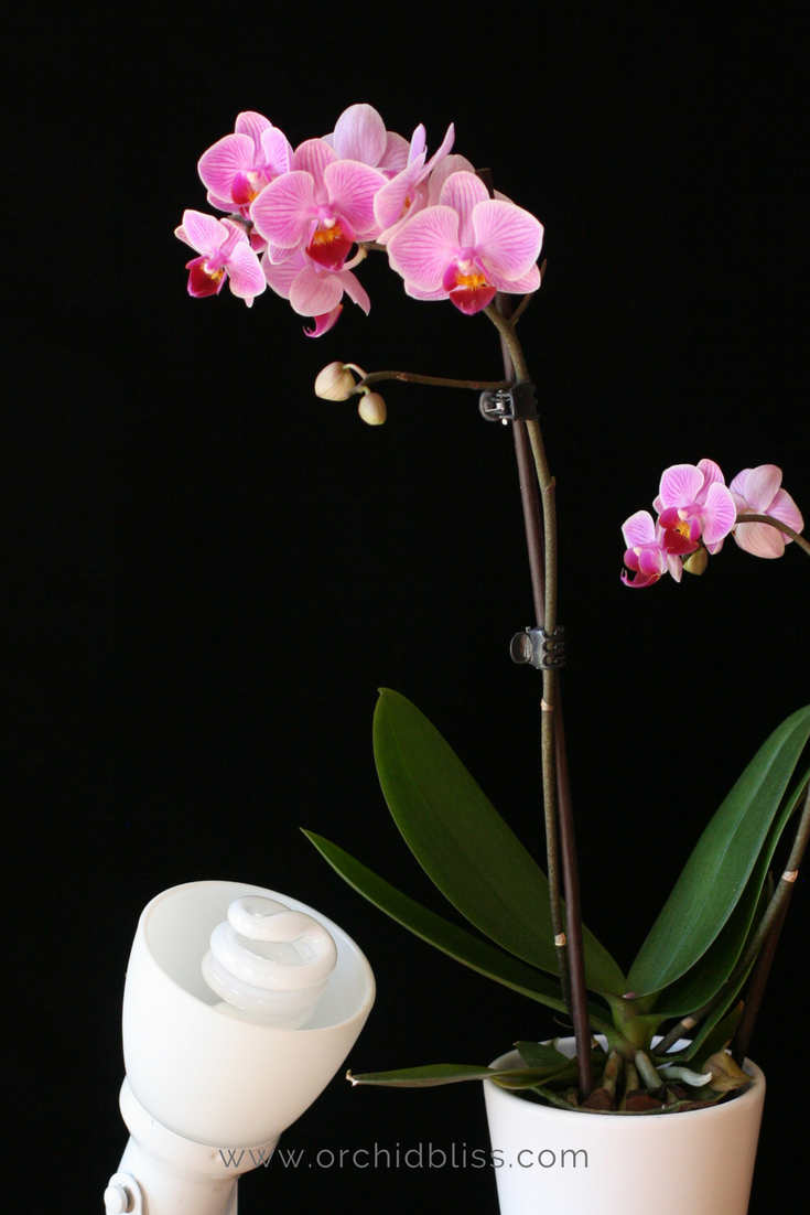 How to Give Your Orchids the Right Light and Watch Them Bloom – Orchid ...