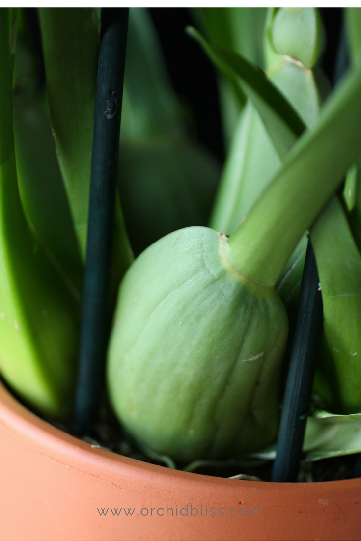 Choosing an Orchid Plant – Orchid Bliss