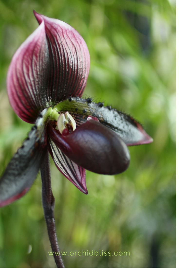 How Orchids Attract Pollinators – Masters of Deception – Orchid Bliss