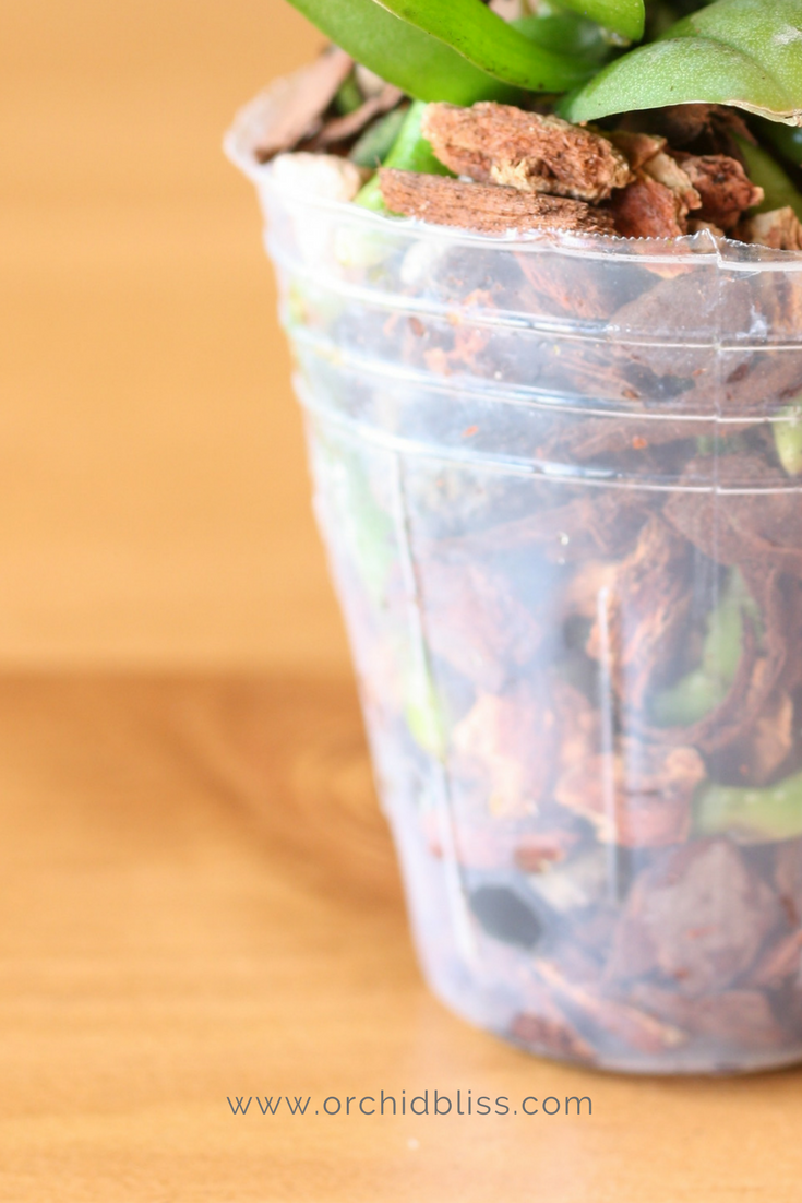 Best Orchid Pots: For Healthier Plants and Prettier Displays – Orchid Bliss