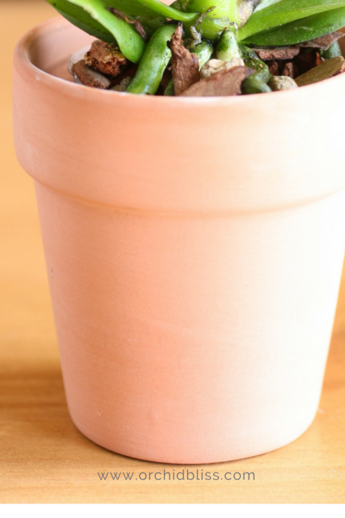 Best Orchid Pots: For Healthier Plants and Prettier Displays – Orchid Bliss