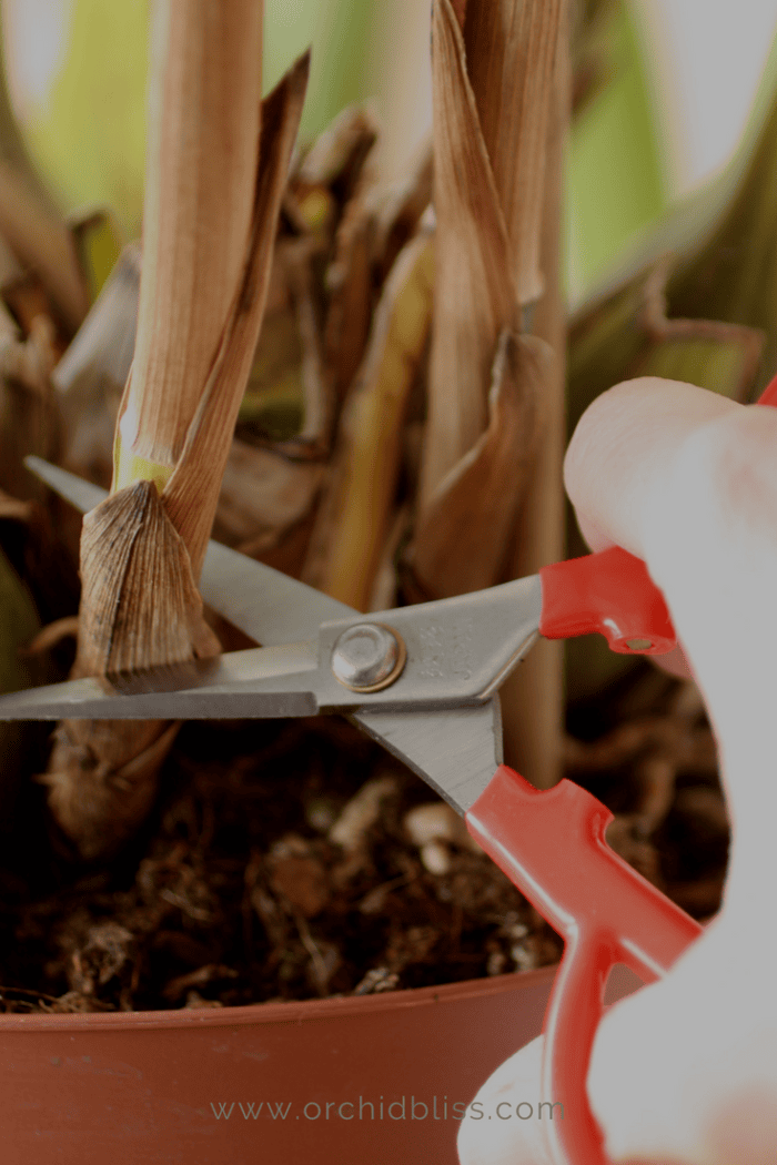 Orchids: Cutting the Spike for More Flowers – Orchid Bliss