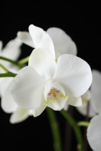 Orchids and Temperature – A Detailed Guide for Your Orchids – Orchid Bliss