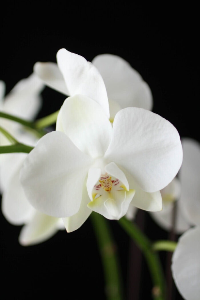 25 Easiest to Grow Orchids: A Beginner’s Guide – Orchid Bliss