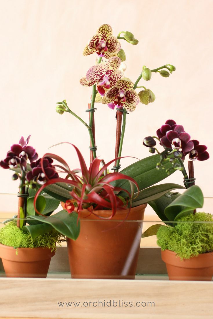 How to Design Professional Looking Orchid Arrangements – Orchid Bliss