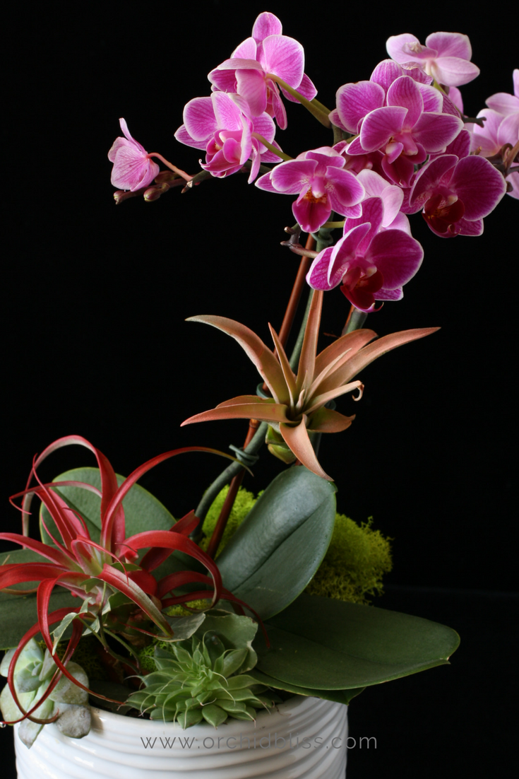 How to Design Professional Looking Orchid Arrangements – Orchid Bliss