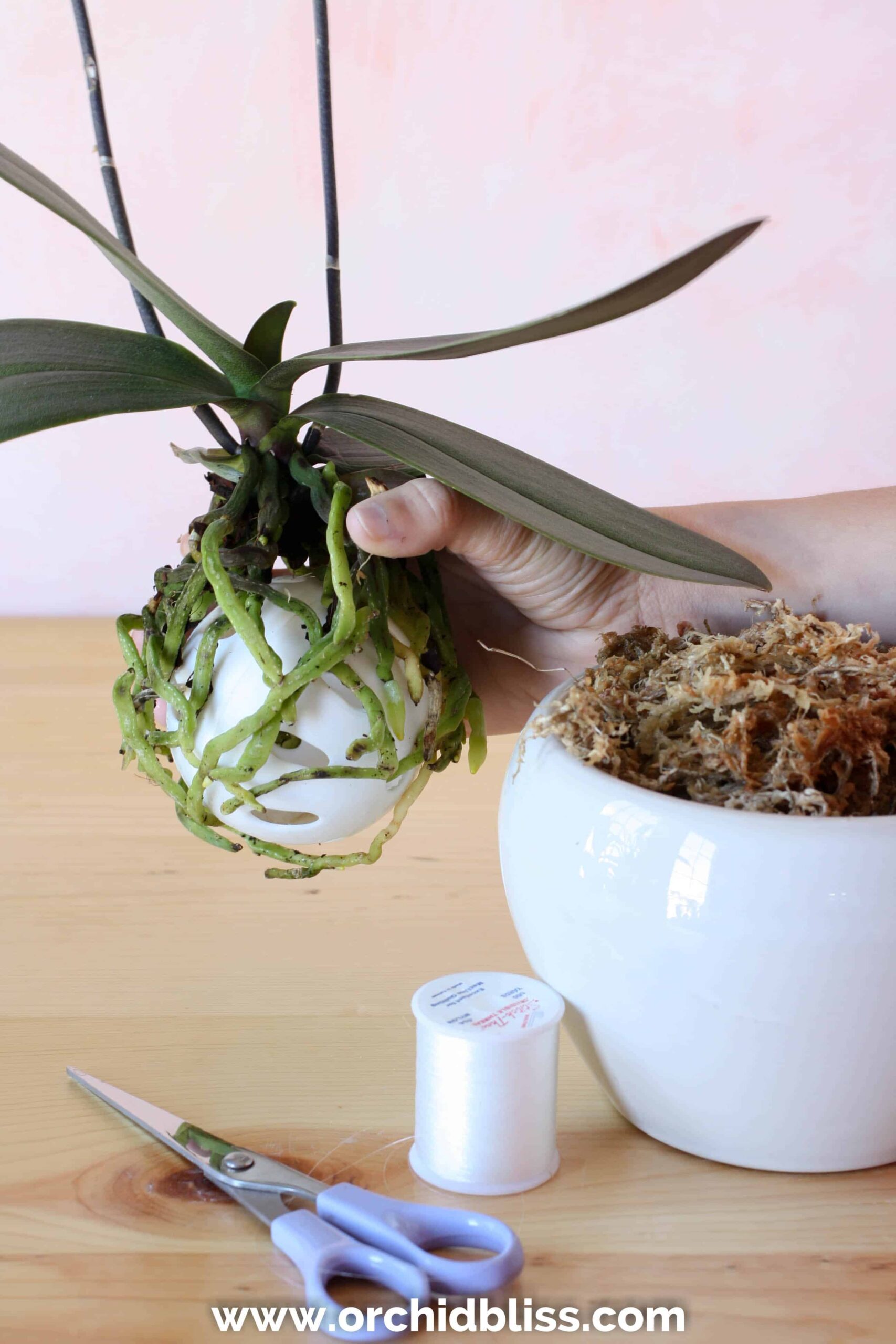 Learn the Japanese Art of Kokedama – Orchid Bliss