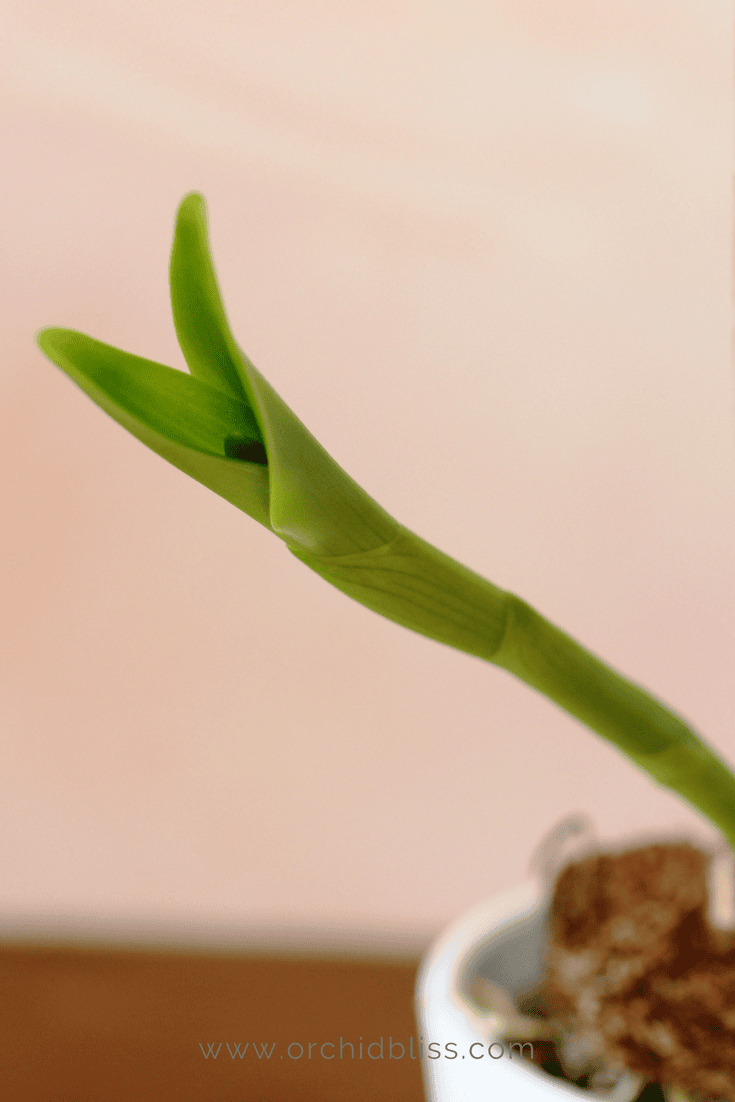 Growth Patterns of Monopodial and Sympodial Orchids – Orchid Bliss