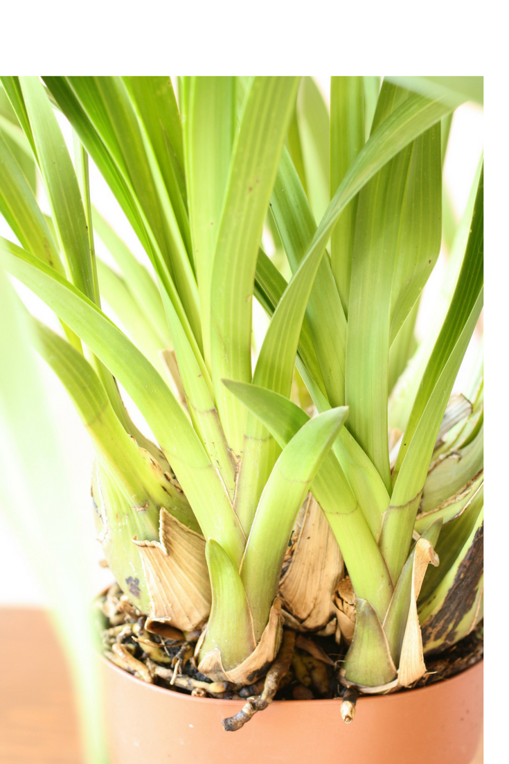 Growth Patterns of Monopodial and Sympodial Orchids – Orchid Bliss