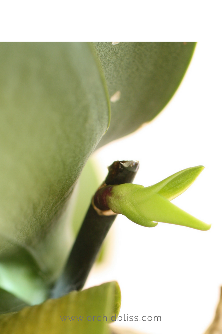 Growth Patterns of Monopodial and Sympodial Orchids – Orchid Bliss