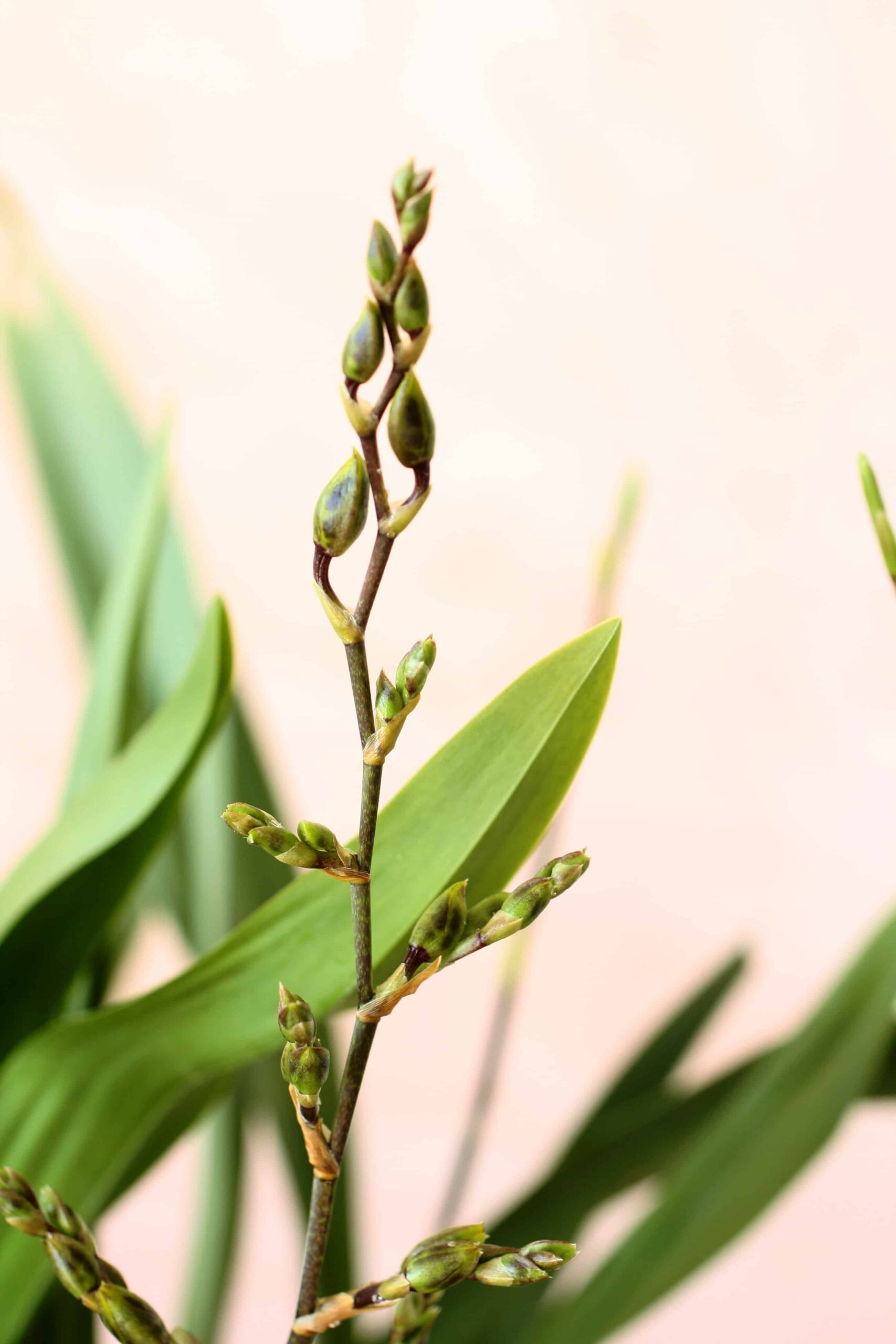 Growth Patterns of Monopodial and Sympodial Orchids – Orchid Bliss
