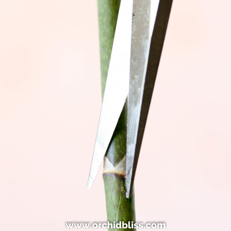 Propagating Orchids: Keikis – Orchid Bliss