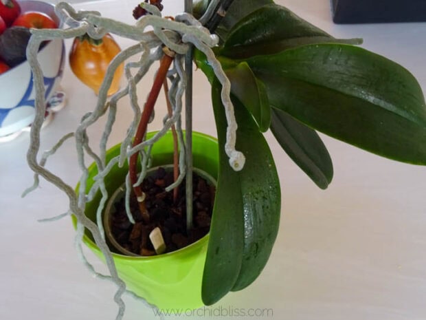 Propagating Orchids: Keikis – Orchid Bliss