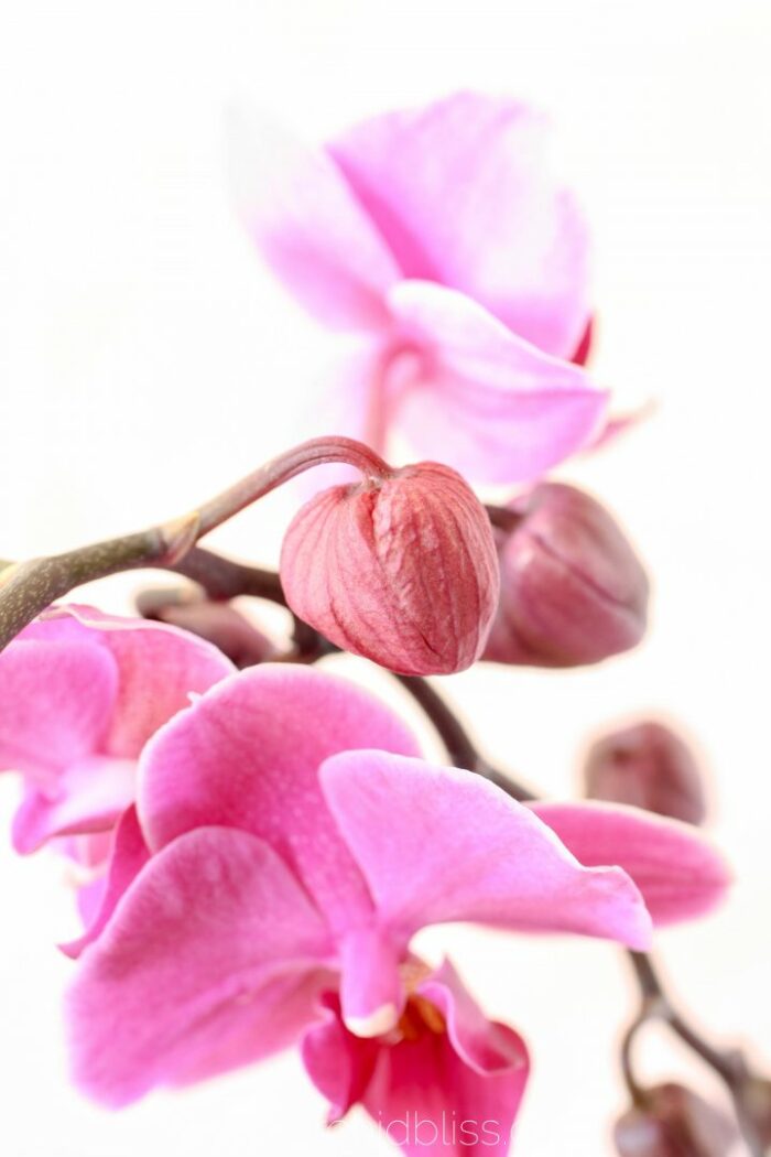 Orchid Anatomy and Terminology – Orchid Bliss