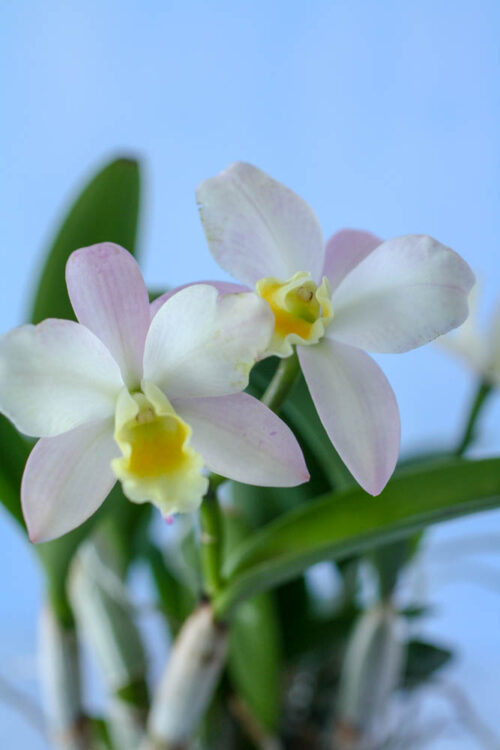 Orchid Anatomy and Terminology – Orchid Bliss