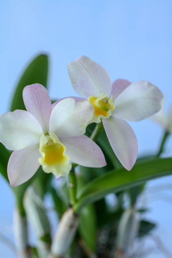 Orchid Anatomy and Terminology – Orchid Bliss