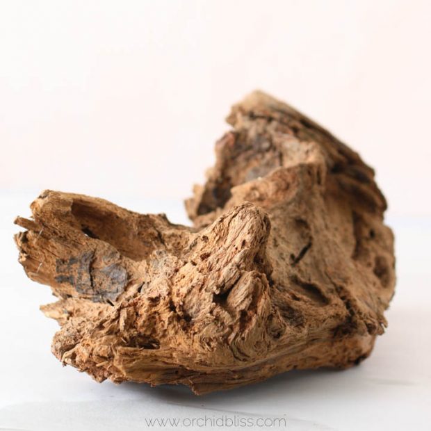 The Complete Guide to Mounted Orchids – Orchid Bliss