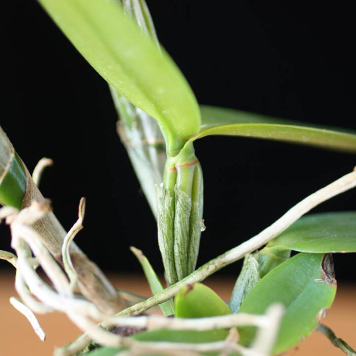 Orchid Anatomy and Terminology – Orchid Bliss