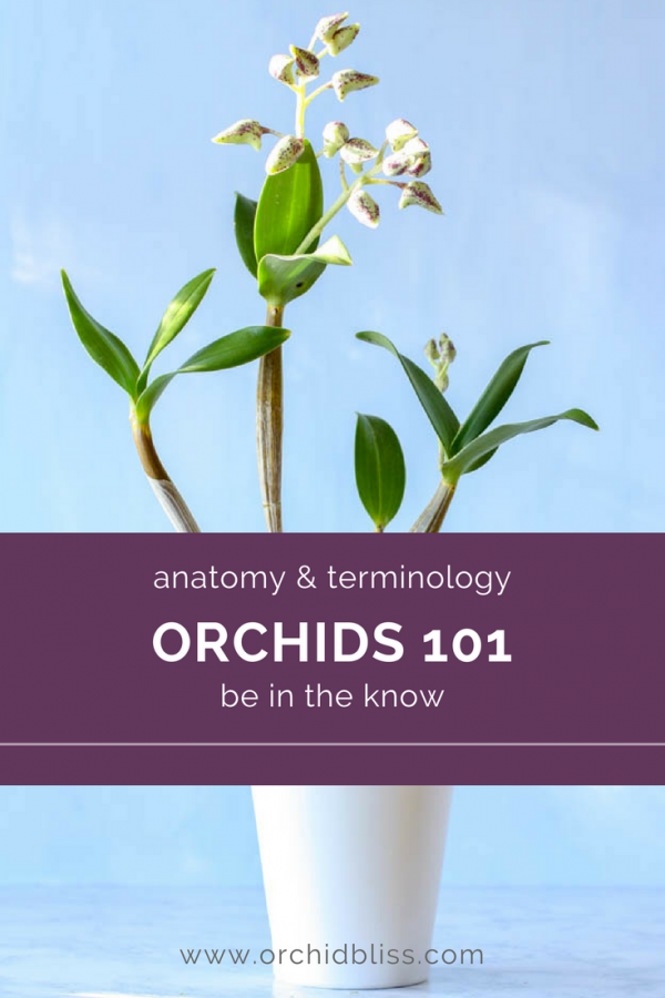 Orchid Anatomy and Terminology – Orchid Bliss