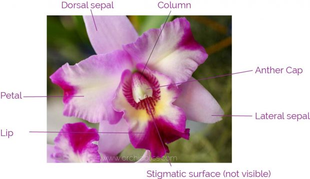Orchid Anatomy and Terminology – Orchid Bliss