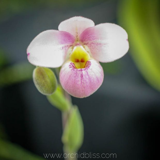 Orchid Anatomy and Terminology – Orchid Bliss