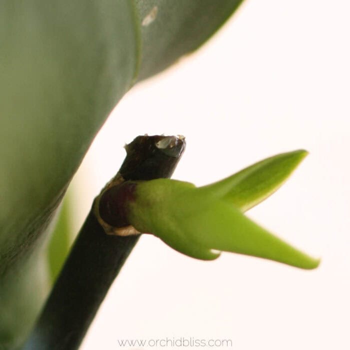 Orchid Anatomy and Terminology – Orchid Bliss