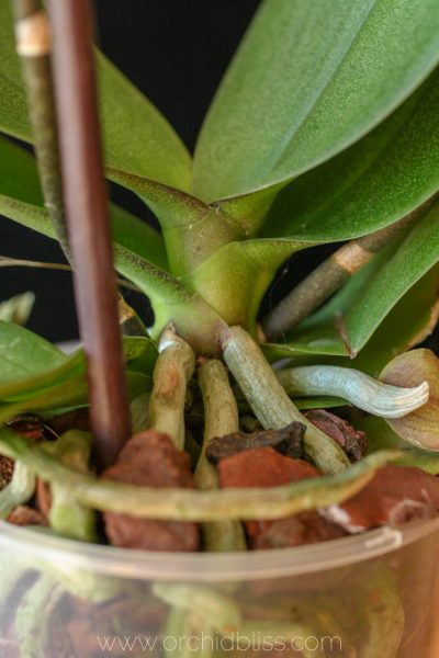 Orchid Anatomy and Terminology – Orchid Bliss