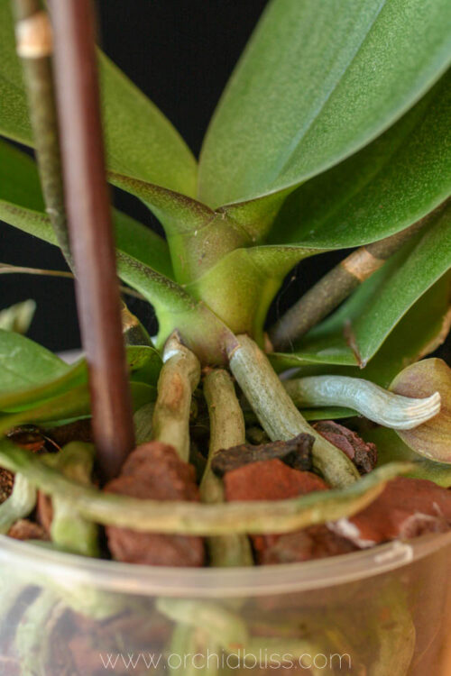 Orchid Anatomy and Terminology – Orchid Bliss