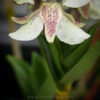 Orchid Anatomy and Terminology: A Glossary of Orchid Terms