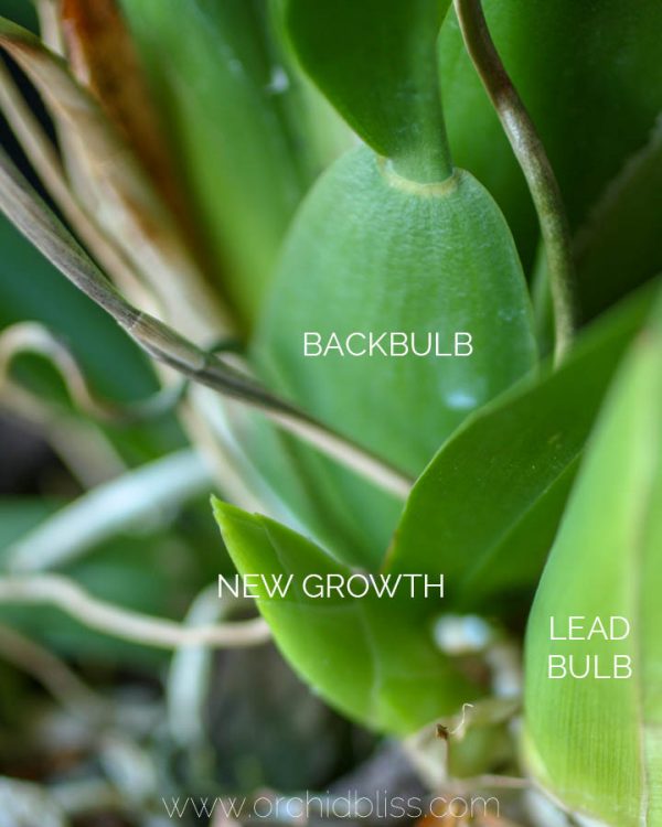 Orchid Anatomy and Terminology – Orchid Bliss