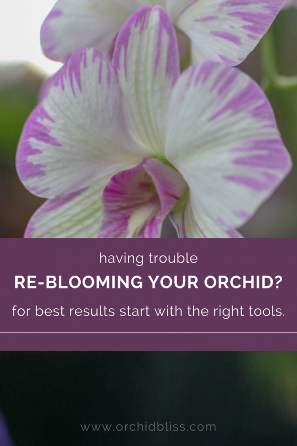 The Top Tools I Use to Bloom My Orchids – Orchid Bliss